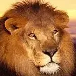 Create a Best Animals Tier LIst! Tier List | Lomo