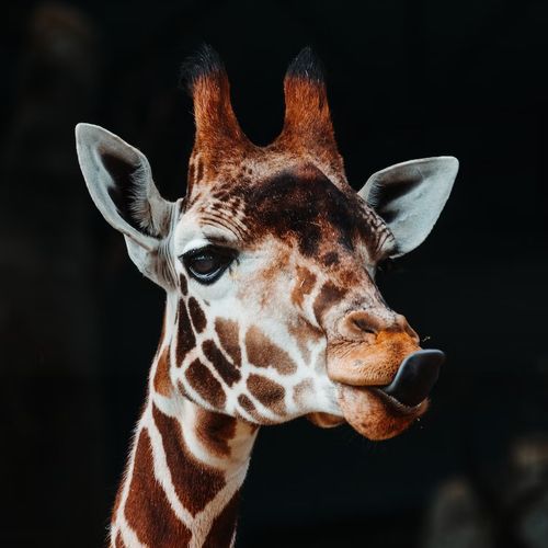 Animals Tier List Templates | Lomo List | Best Tier List Maker